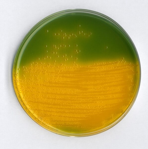 Agar TCBS | 110263